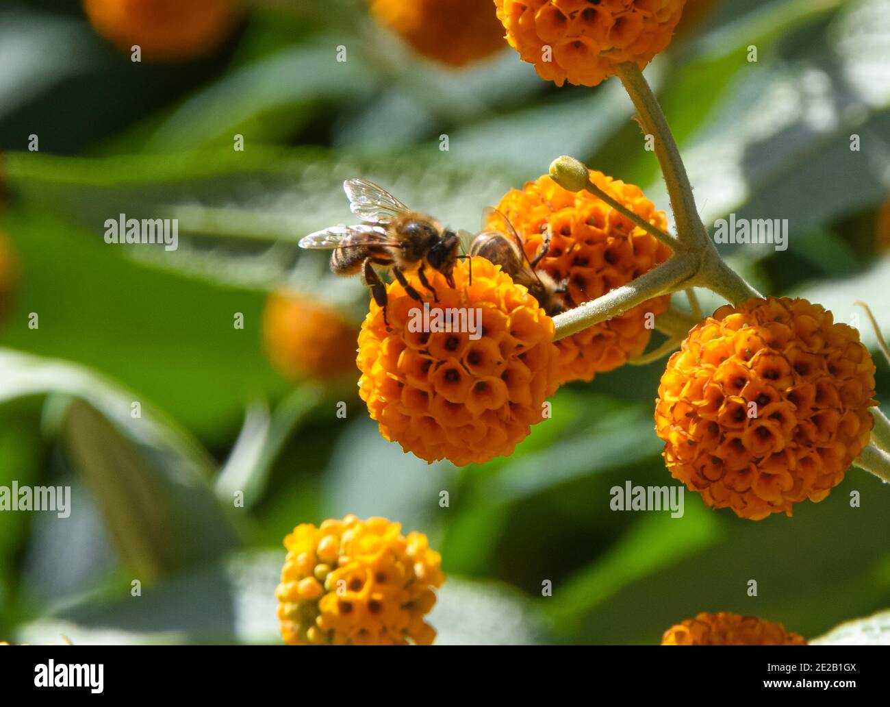 Closeup of a bee pollinating orange ball tree flowers (Buddleja globosa ...