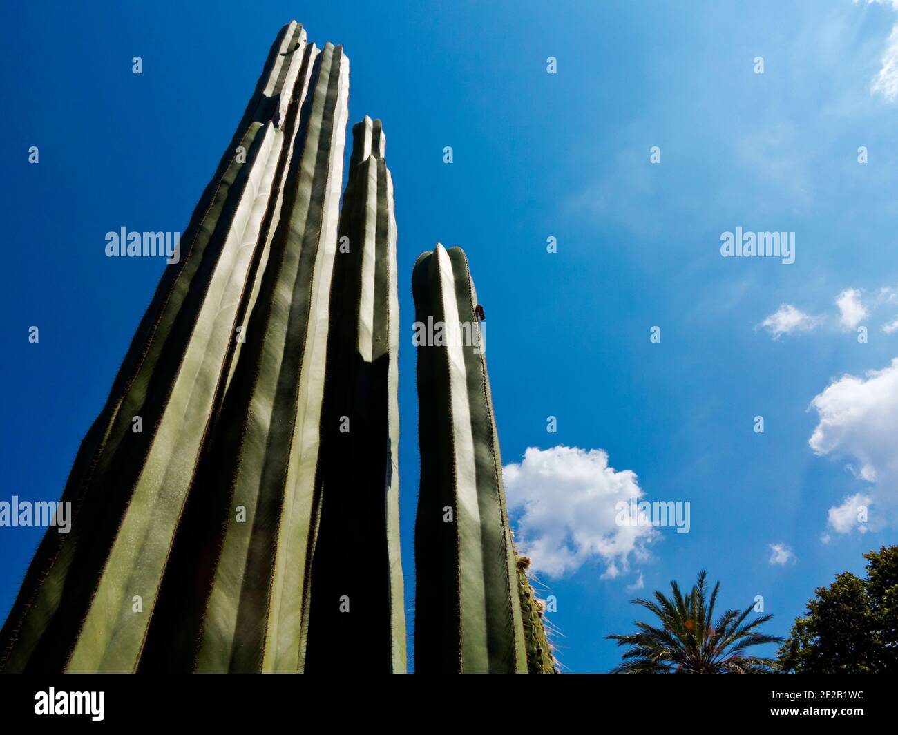 Tall cactus hi-res stock photography and images - Alamy
