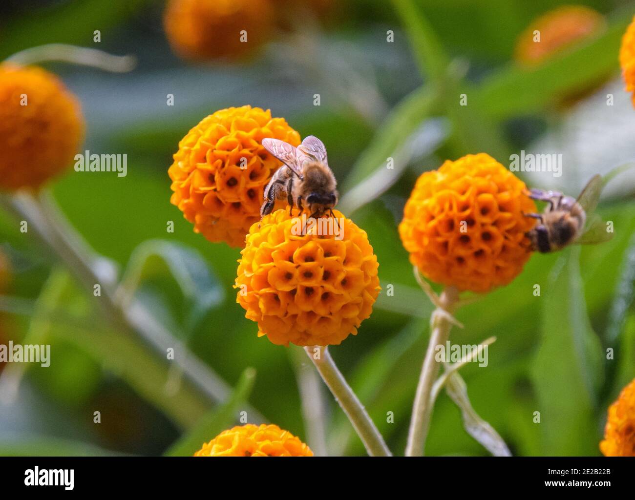 Bees pollinating orange ball tree flowers (Buddleja globosa Stock Photo ...