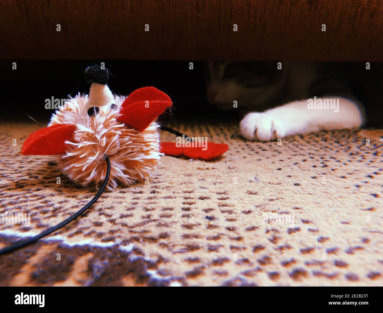 Fluffy cat hunts for a toy mouse, peeking out from under the couch ...