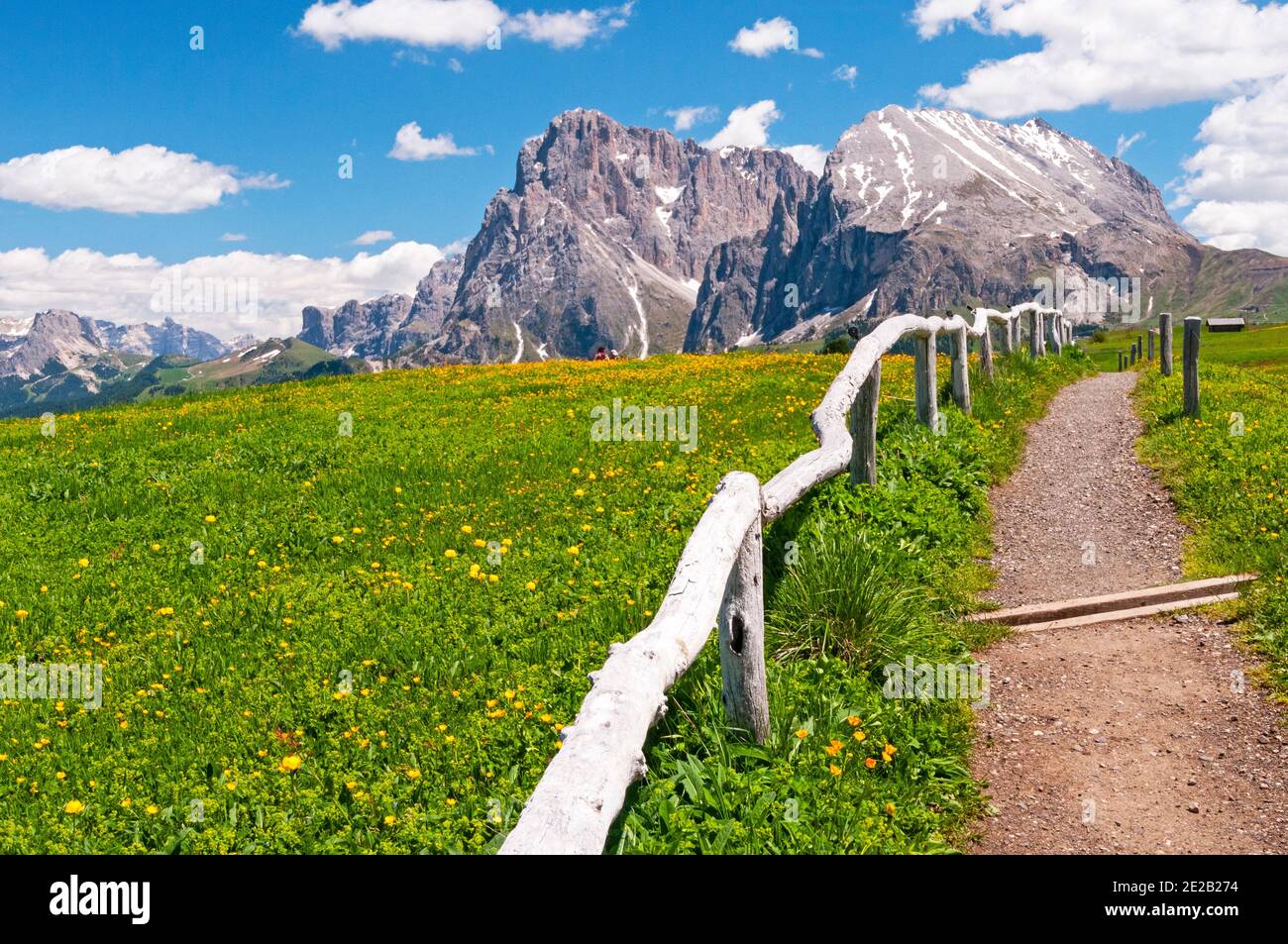 Sasso Lungo and Sasso Piatto and flowers of Alpe di Siusi, Alto Adige ...