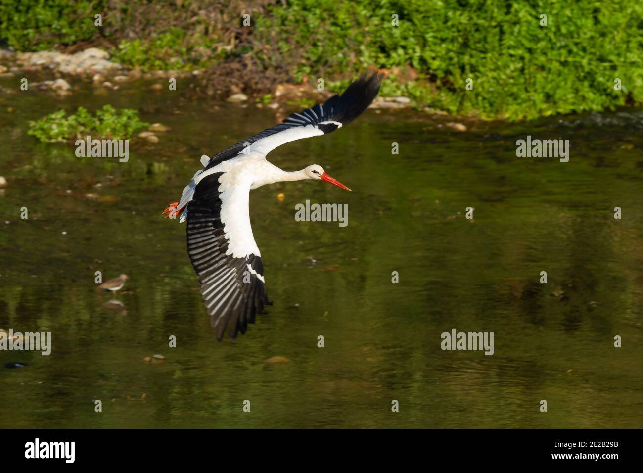 Stork flying over river hi-res stock photography and images - Alamy