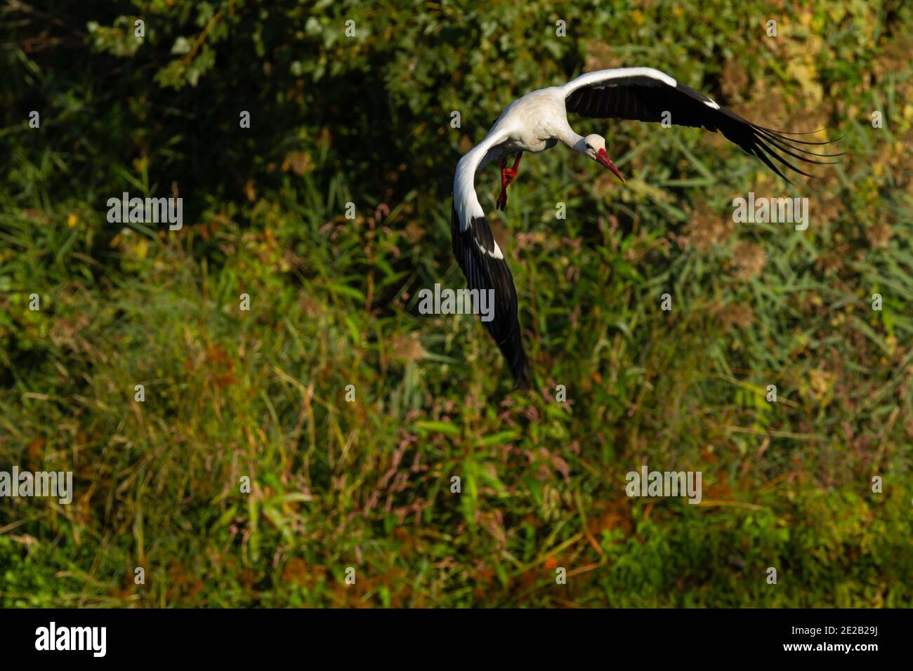 White stork flying over a river Stock Photo - Alamy