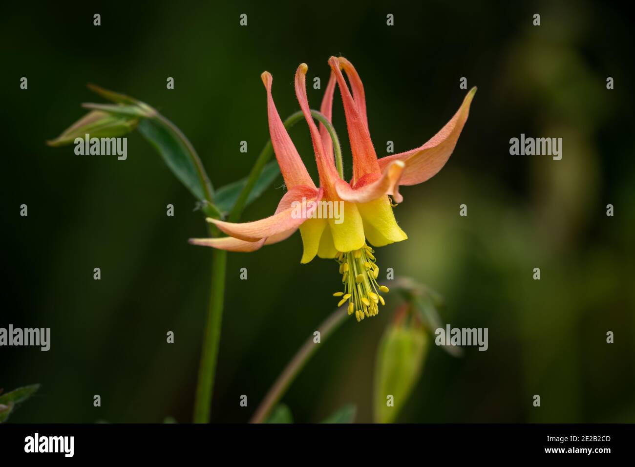 Closeup of an orange columbine in a garden under the sunlight with a ...