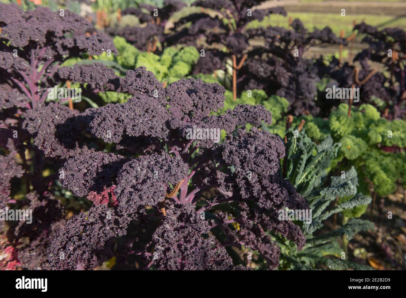 Redbor kale hi-res stock photography and images - Alamy