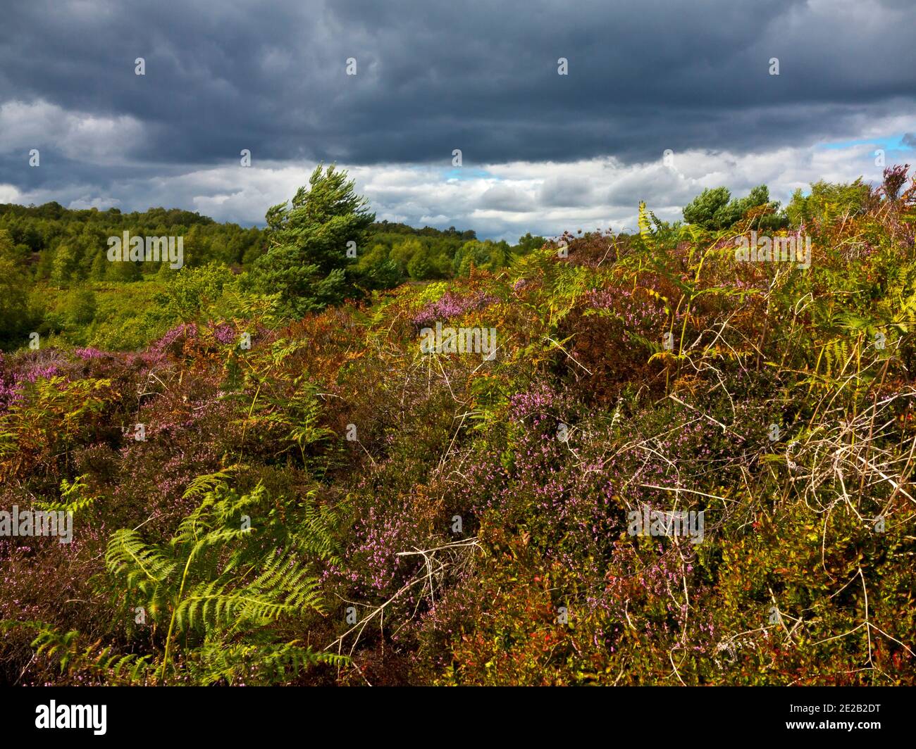 Stanton moor august hi-res stock photography and images - Alamy