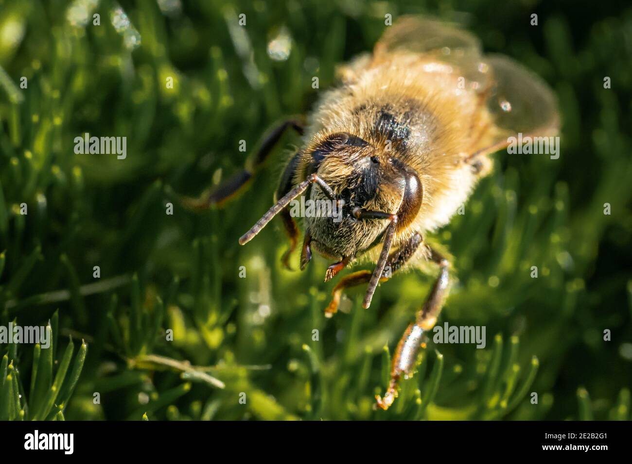 Bumblebee eyes hi-res stock photography and images - Alamy