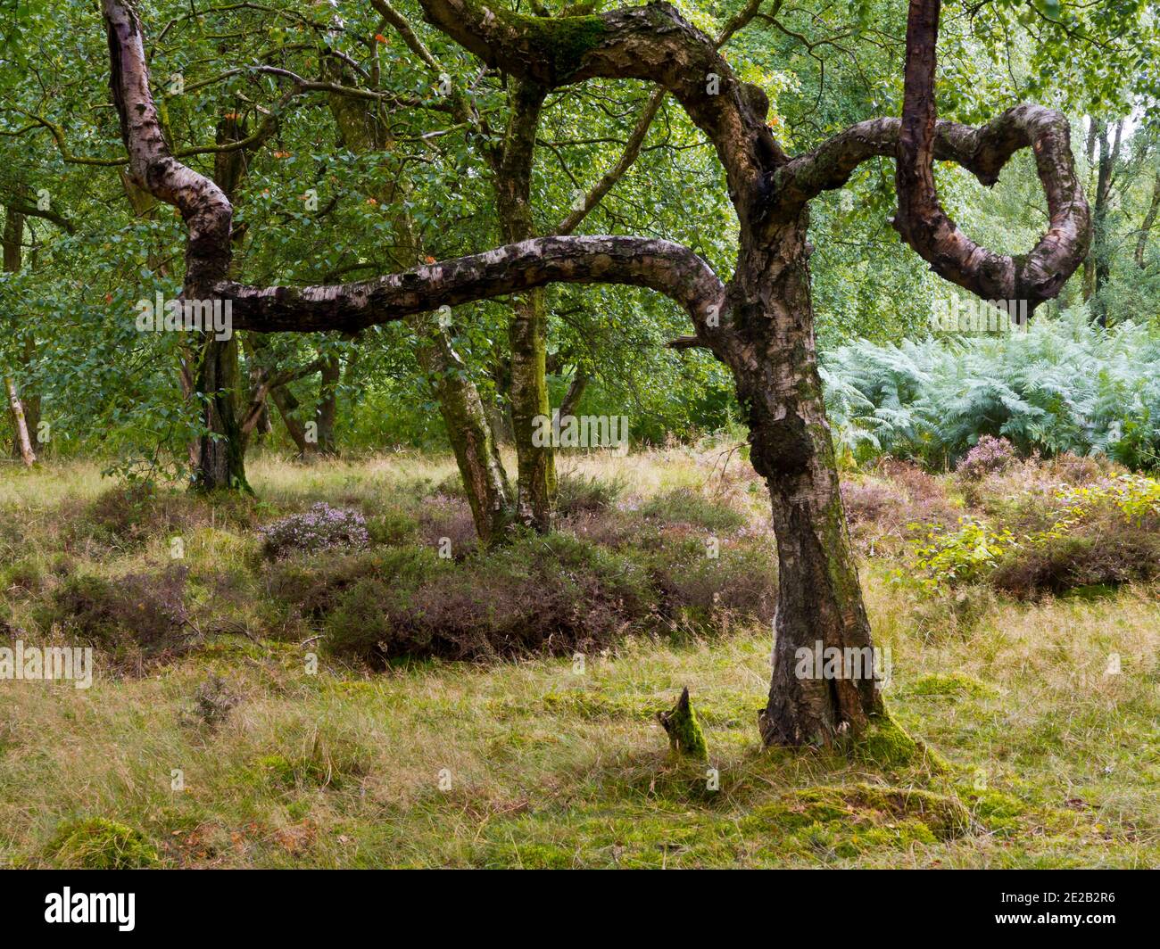 Tree in woodland with branches twisted into a love heart shape Stock ...