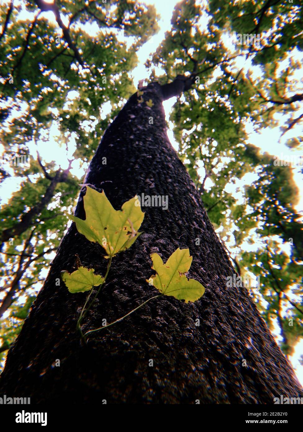 Crown Of Oak Leaves High Resolution Stock Photography and Images - Alamy