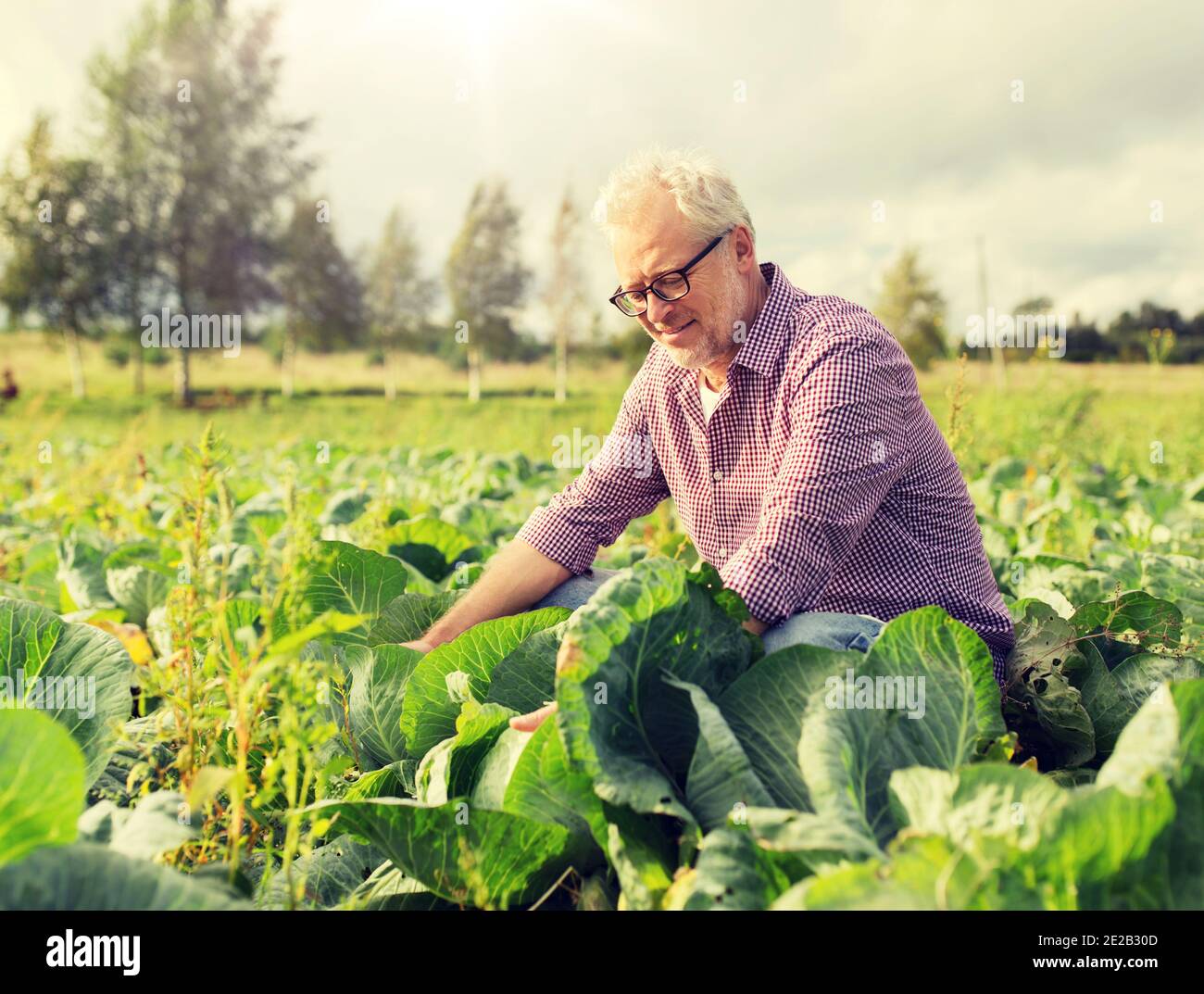 Man cabbage hi-res stock photography and images - Alamy