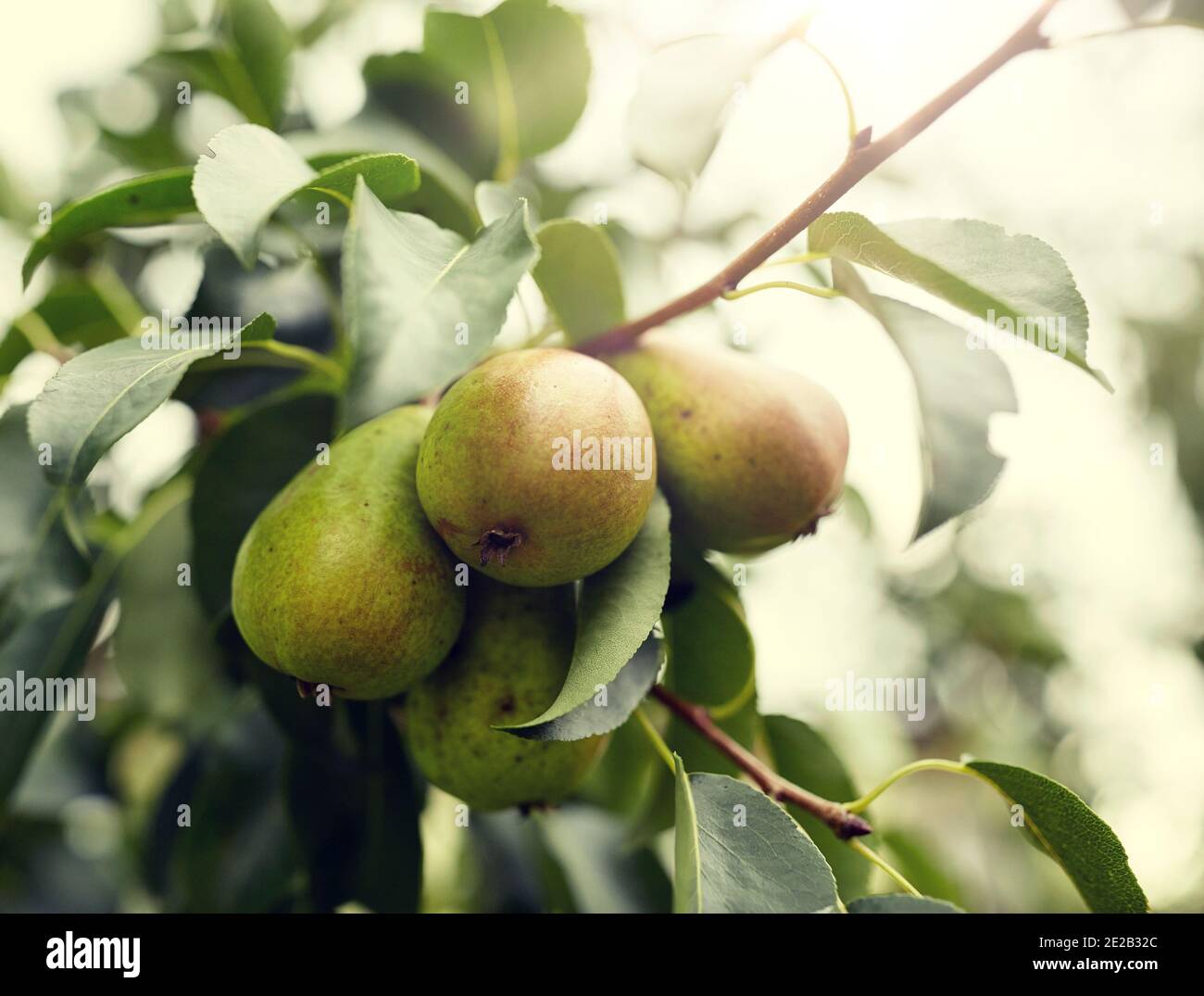 Pear tree branch hi-res stock photography and images - Alamy