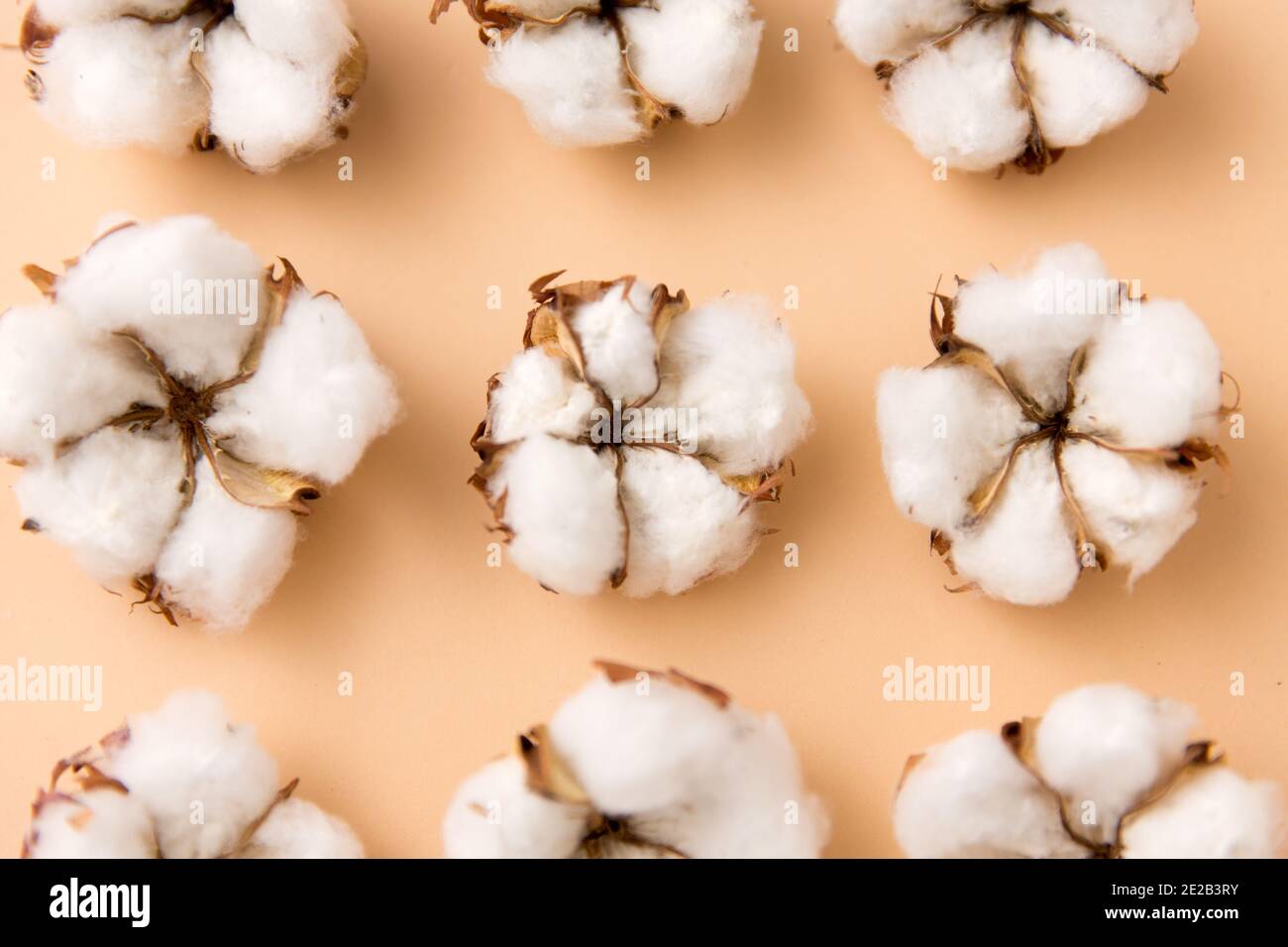 Cotton flower for natural eco hi-res stock photography and images - Alamy