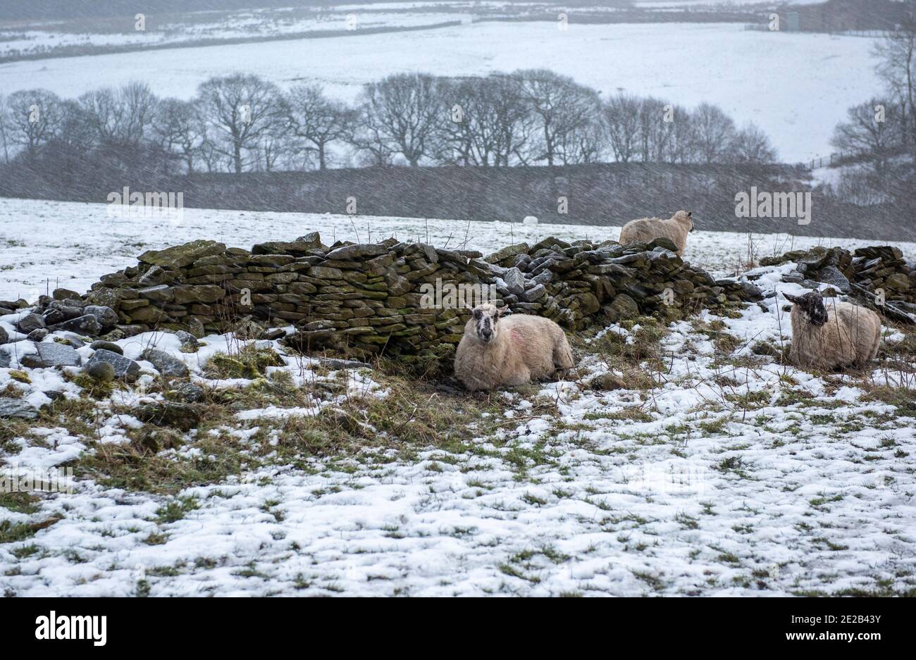 Winter scene..Sheep take shelter from the snow storm on the hills above ...