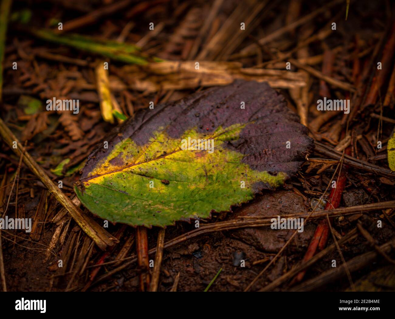 Dried damaged leaf hi-res stock photography and images - Alamy