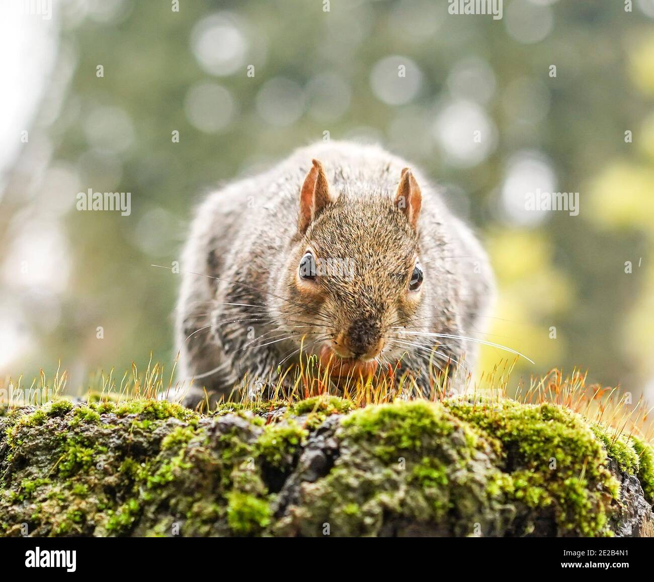 Squirrels nut hi-res stock photography and images - Alamy