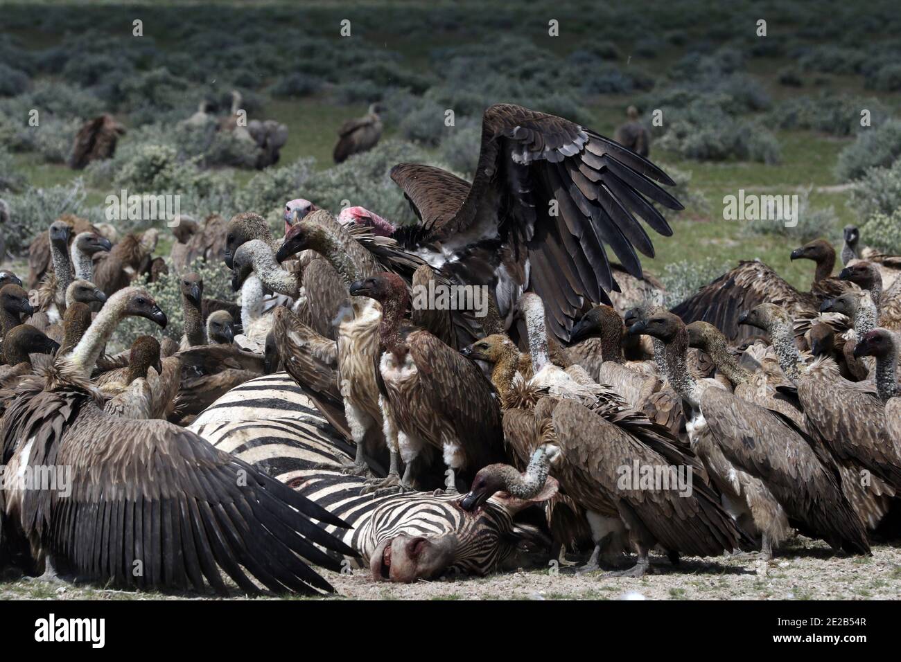 Amazing shot of a big group of vultures attacking and eating dead zebra ...