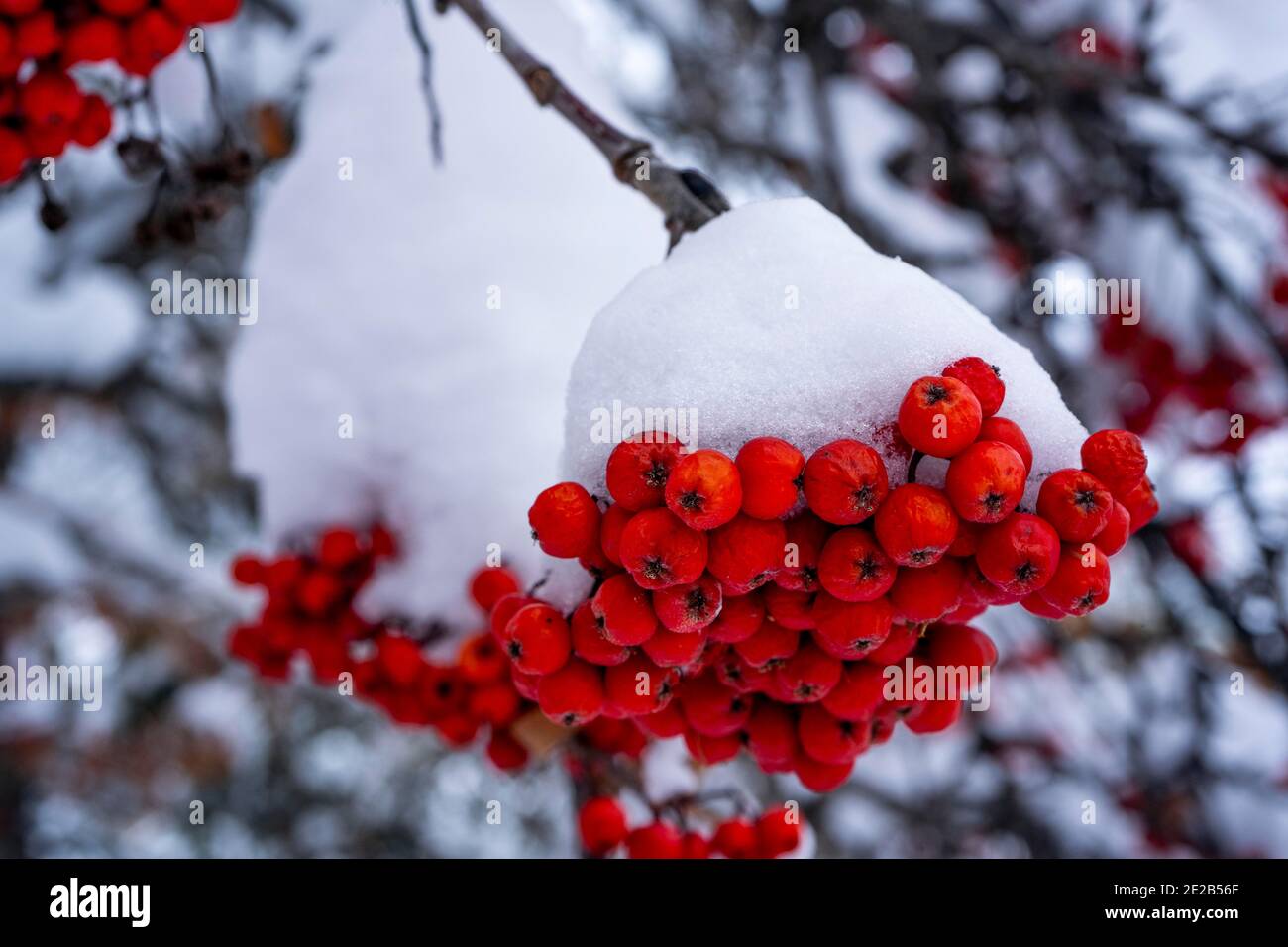 Winter ashberry under the snow close up. Groups of bright red berries ...