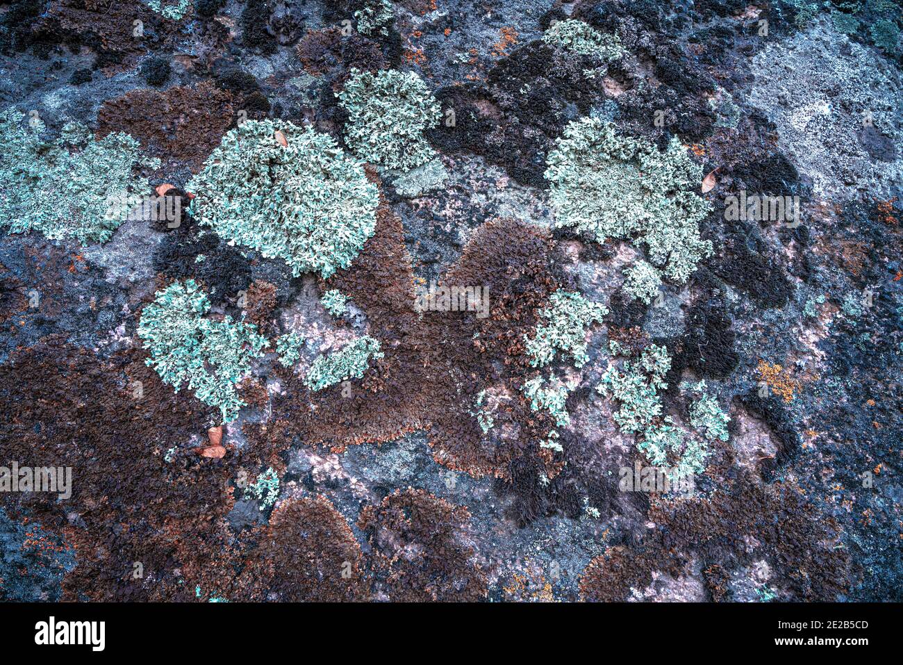 An unusual pattern of multi-colored mold on gray stone wall with moss ...