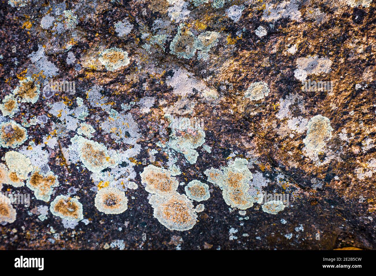 An unusual pattern of multi-colored mold on gray stone wall with moss ...