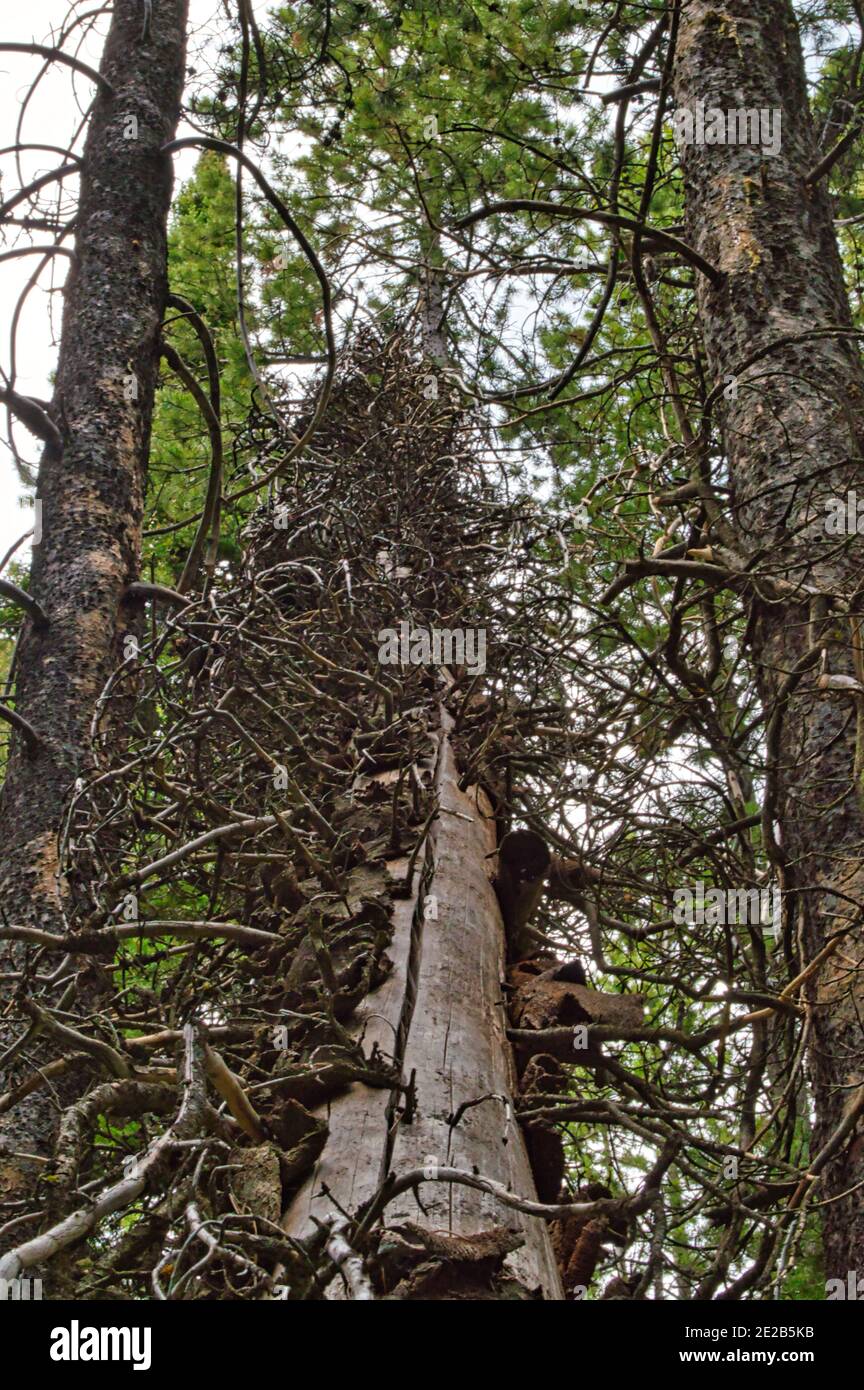 Tangles of branches hi-res stock photography and images - Alamy
