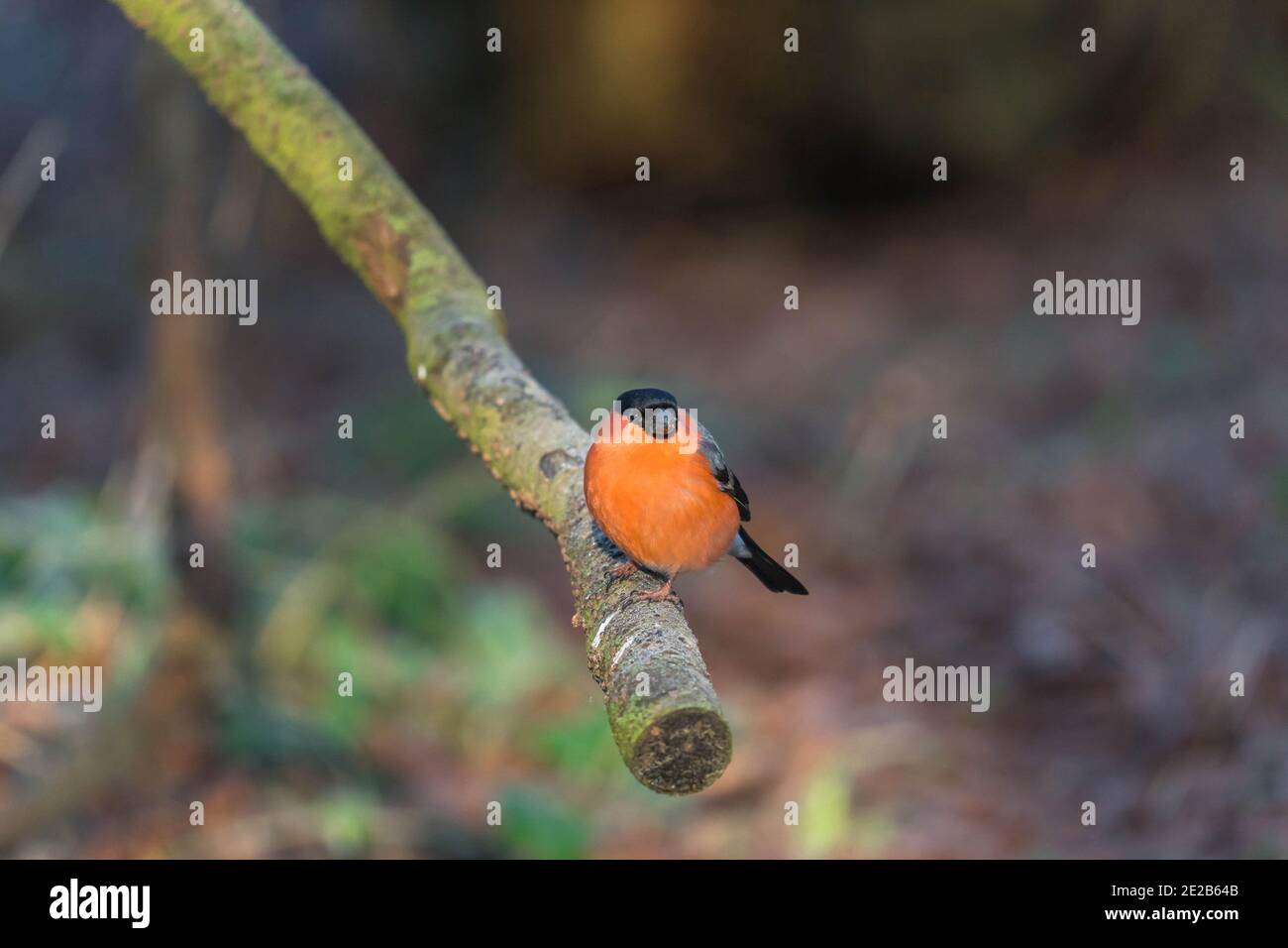 Red finch wildlife reserve hi-res stock photography and images - Alamy
