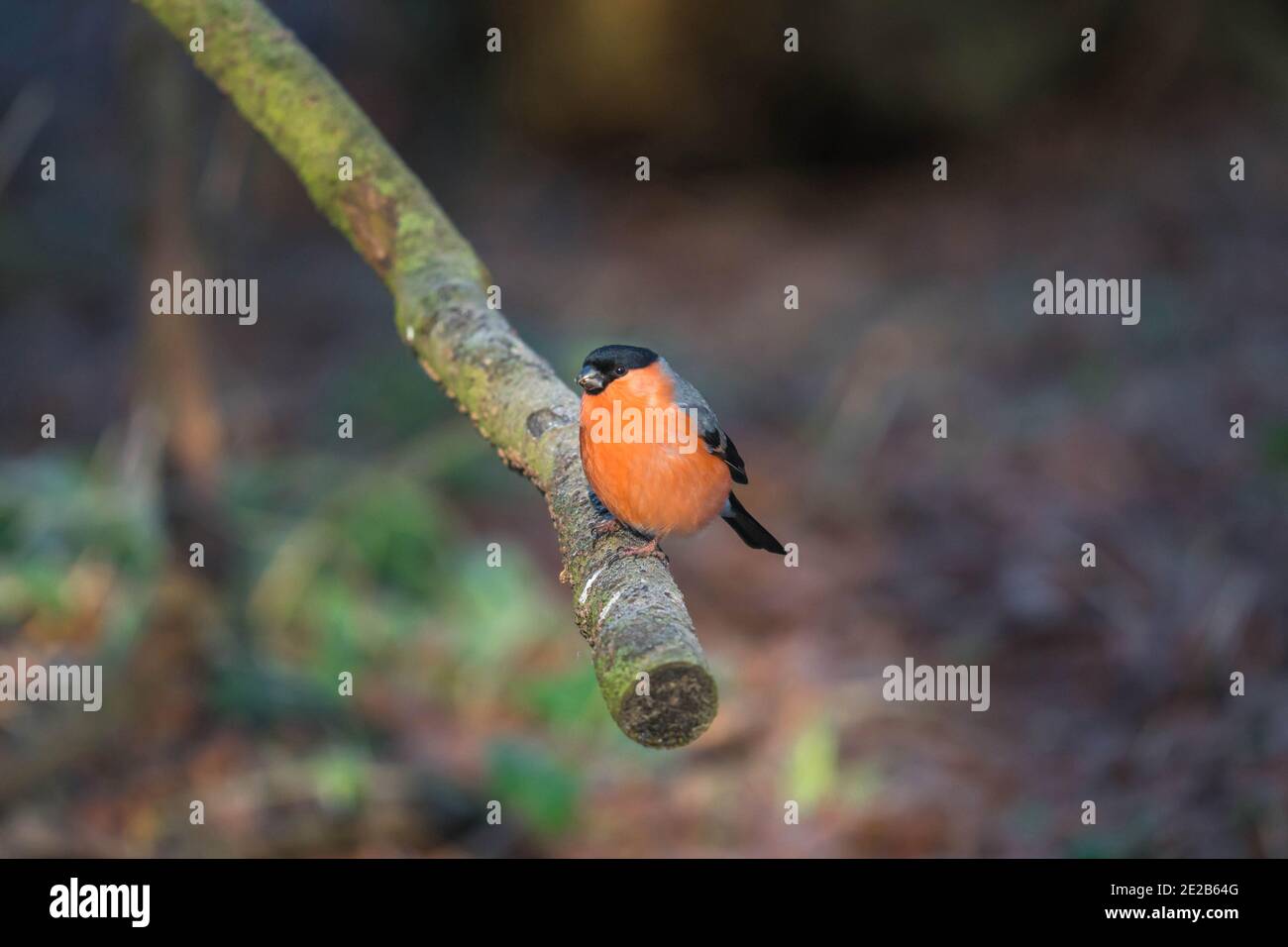 Male Bullfinch (Pyrrhula pyrrhula) perched on decaying twig, Woolhope ...