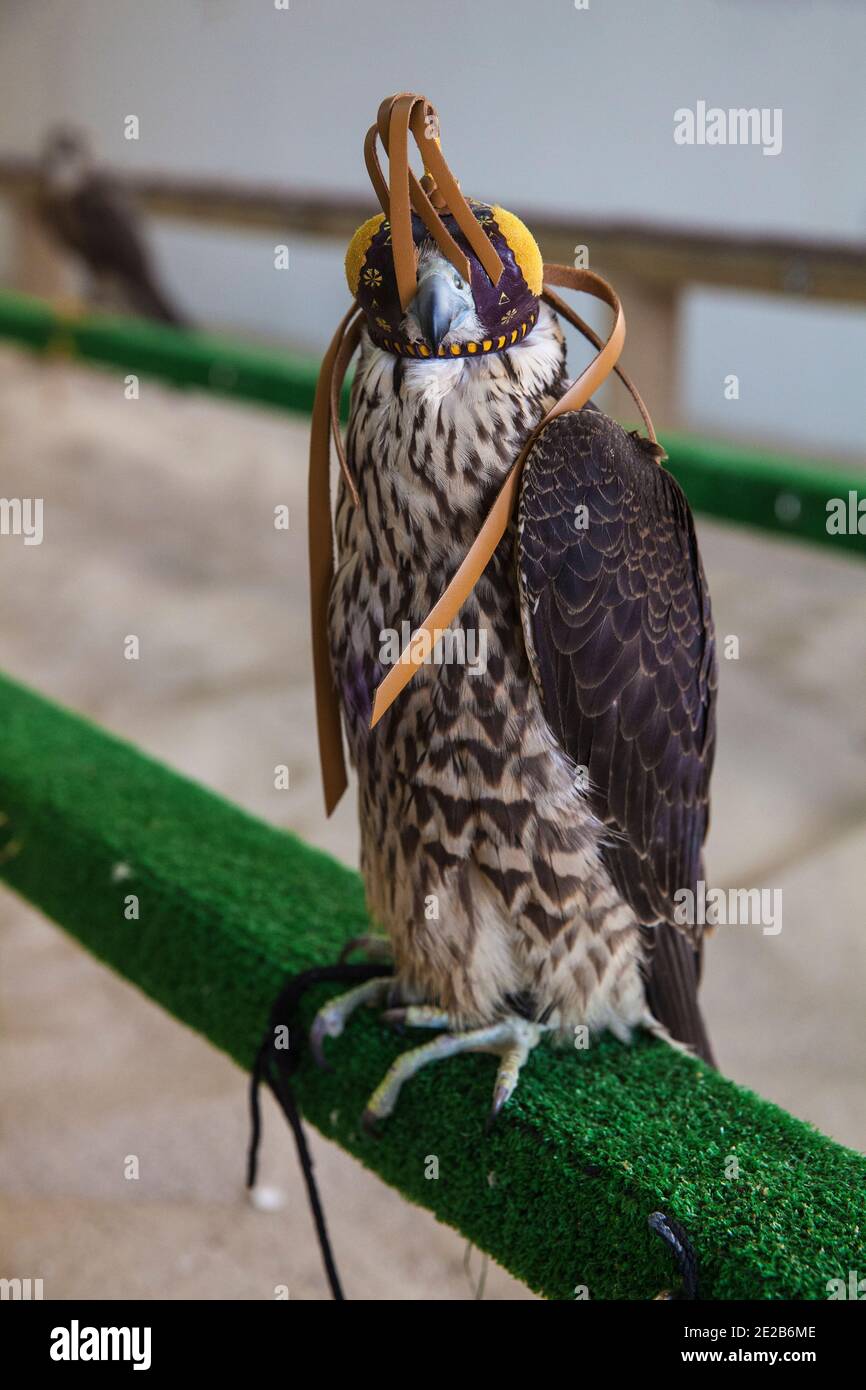 Qatar, Doha, Falcon at Falcon Souq Stock Photo - Alamy
