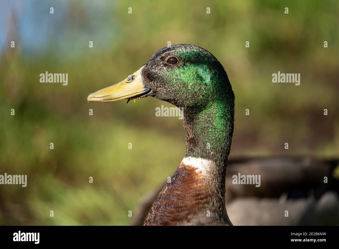 Rouen Duck High Resolution Stock Photography and Images - Alamy