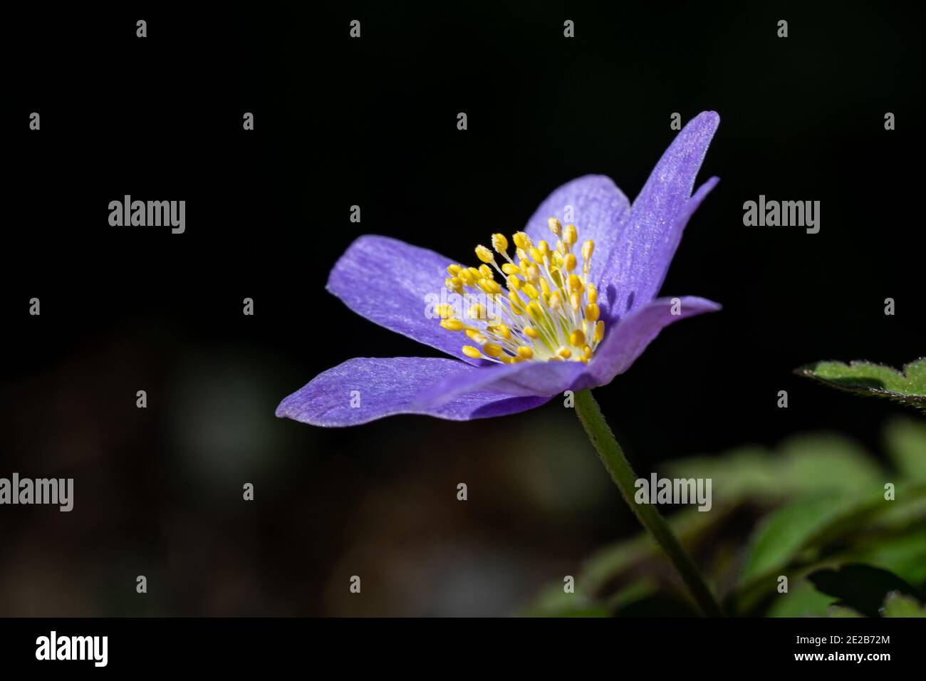 Selective focus shot of a small purple flower in the garden Stock Photo ...
