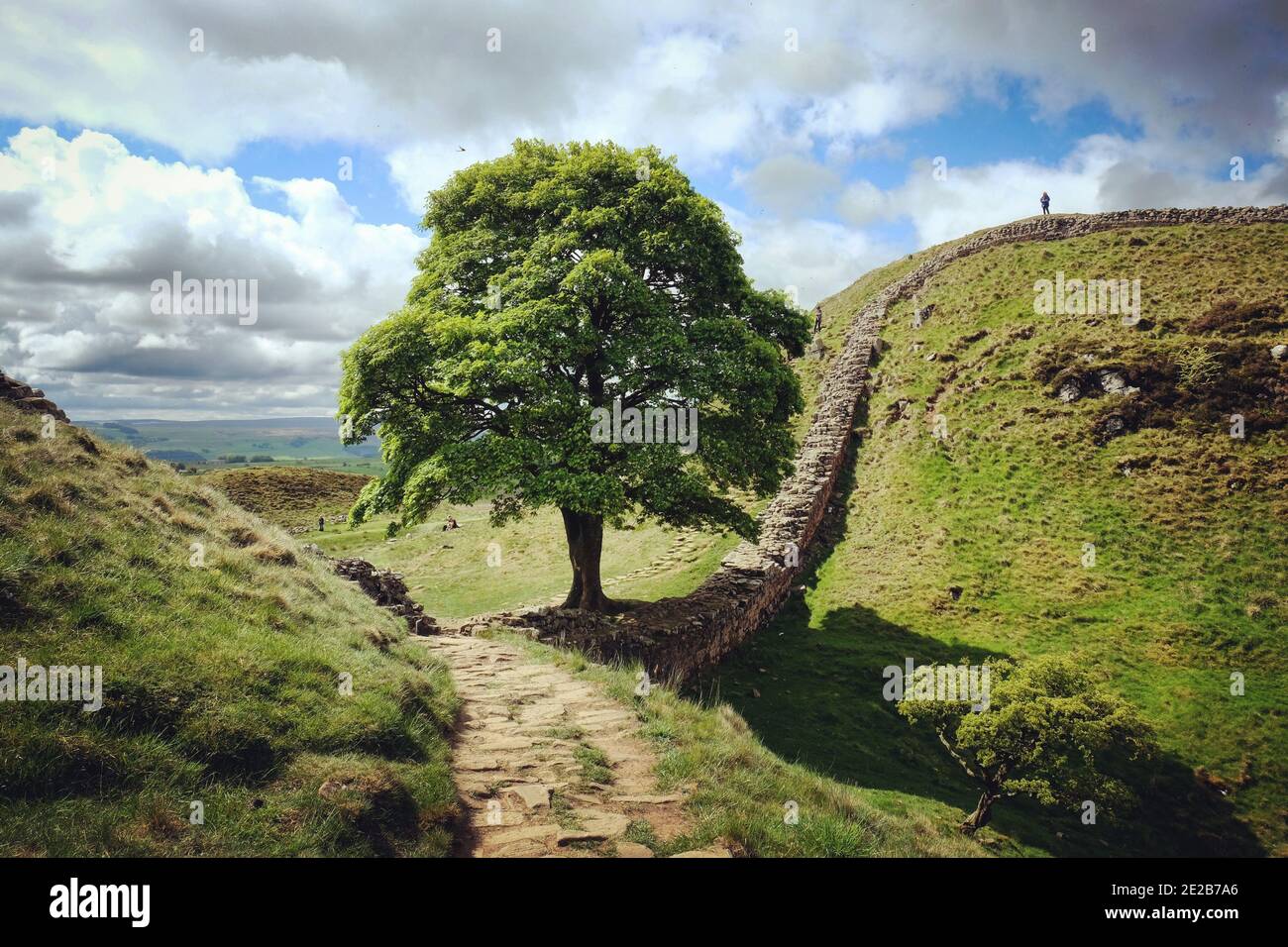 Sycamore gap robin hoods tree hi-res stock photography and images - Alamy