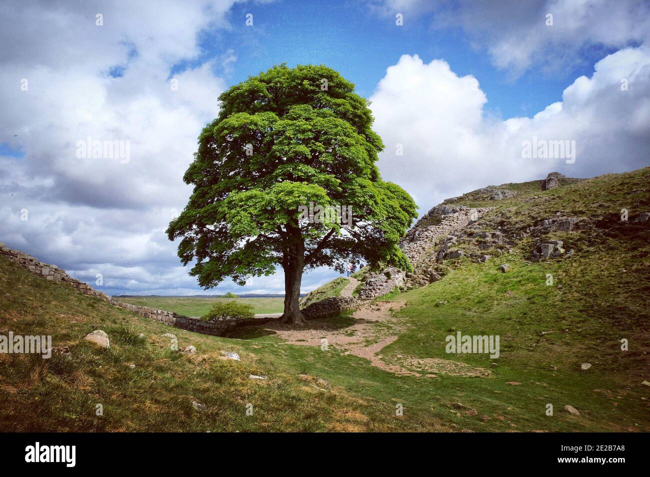 Sycamore Gap and Robin Hood's tree on Hadrians Wall on a sunny day in ...