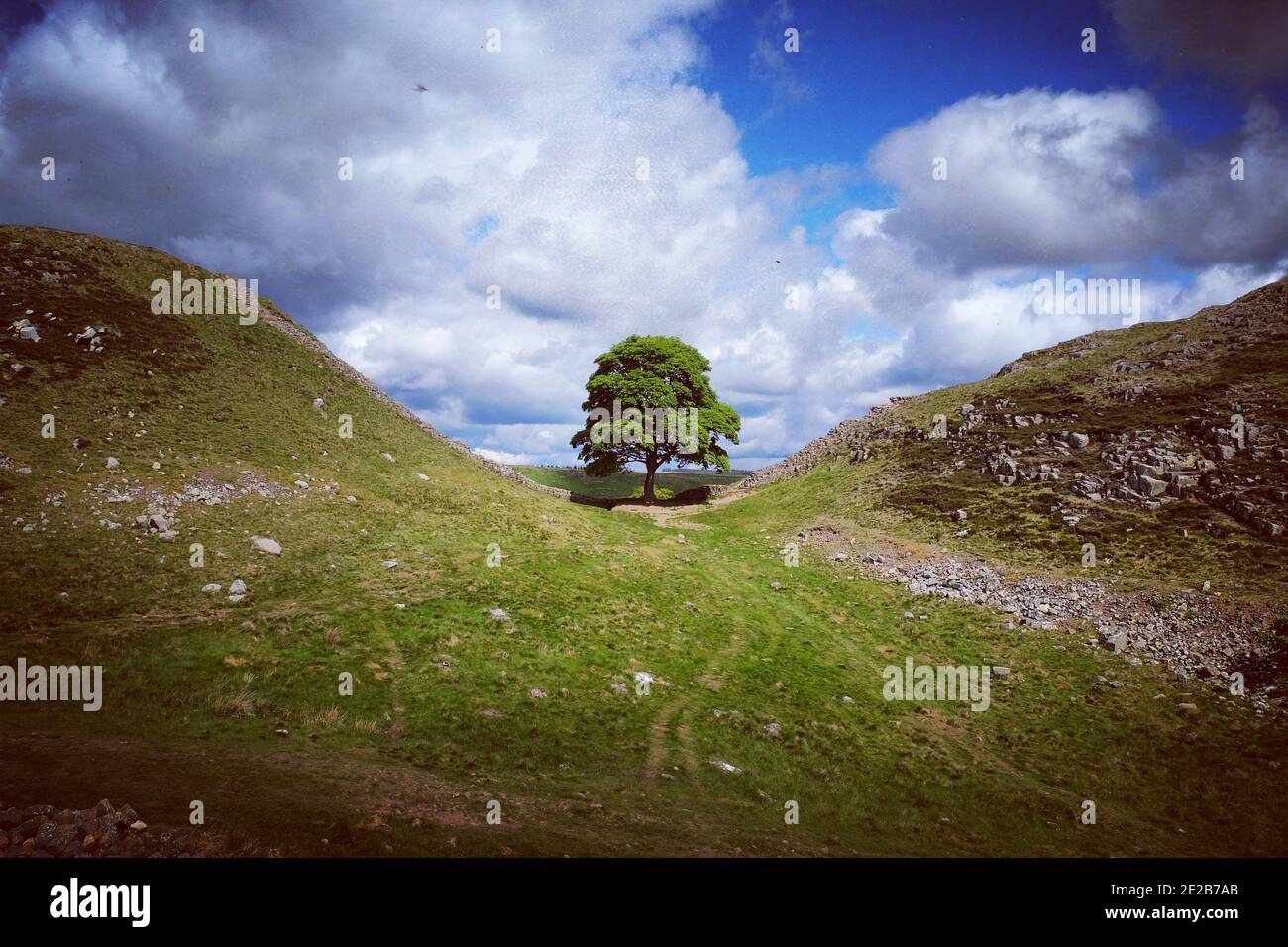 Sycamore gap robin hoods tree hi-res stock photography and images - Alamy