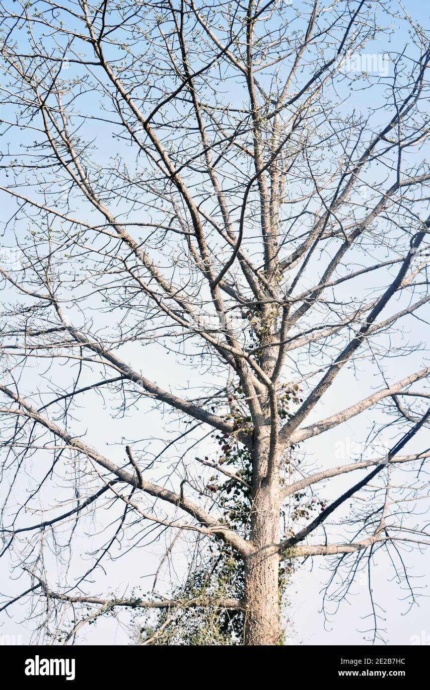 Vertical shot deciduous tree hi-res stock photography and images - Alamy