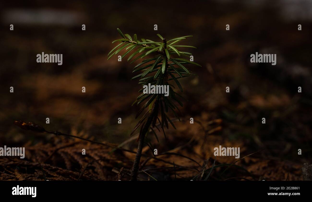 Cedar sapling hi-res stock photography and images - Alamy