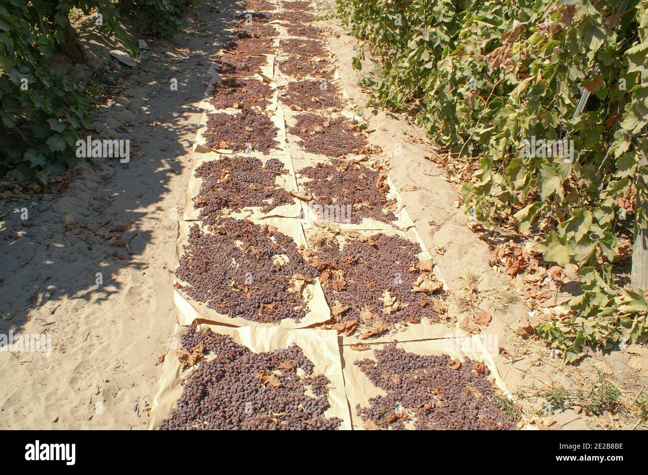 Grapes On The Ground drying Stock Photo - Alamy
