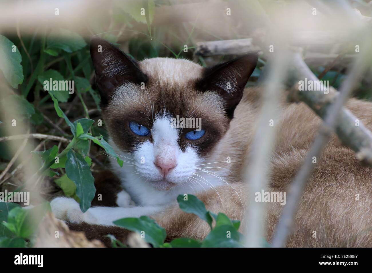 The blue-eyed cat stares at a stranger distrustful And hiding in the ...