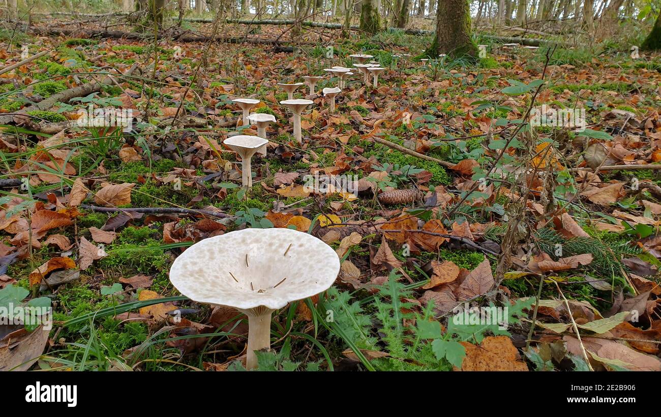 Fairy rings grass hi-res stock photography and images - Alamy