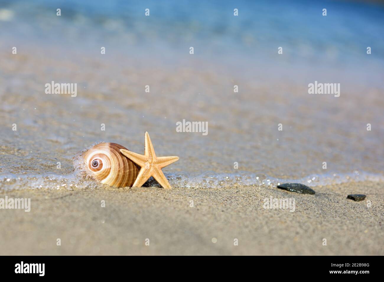 Star fish shell hi-res stock photography and images - Alamy