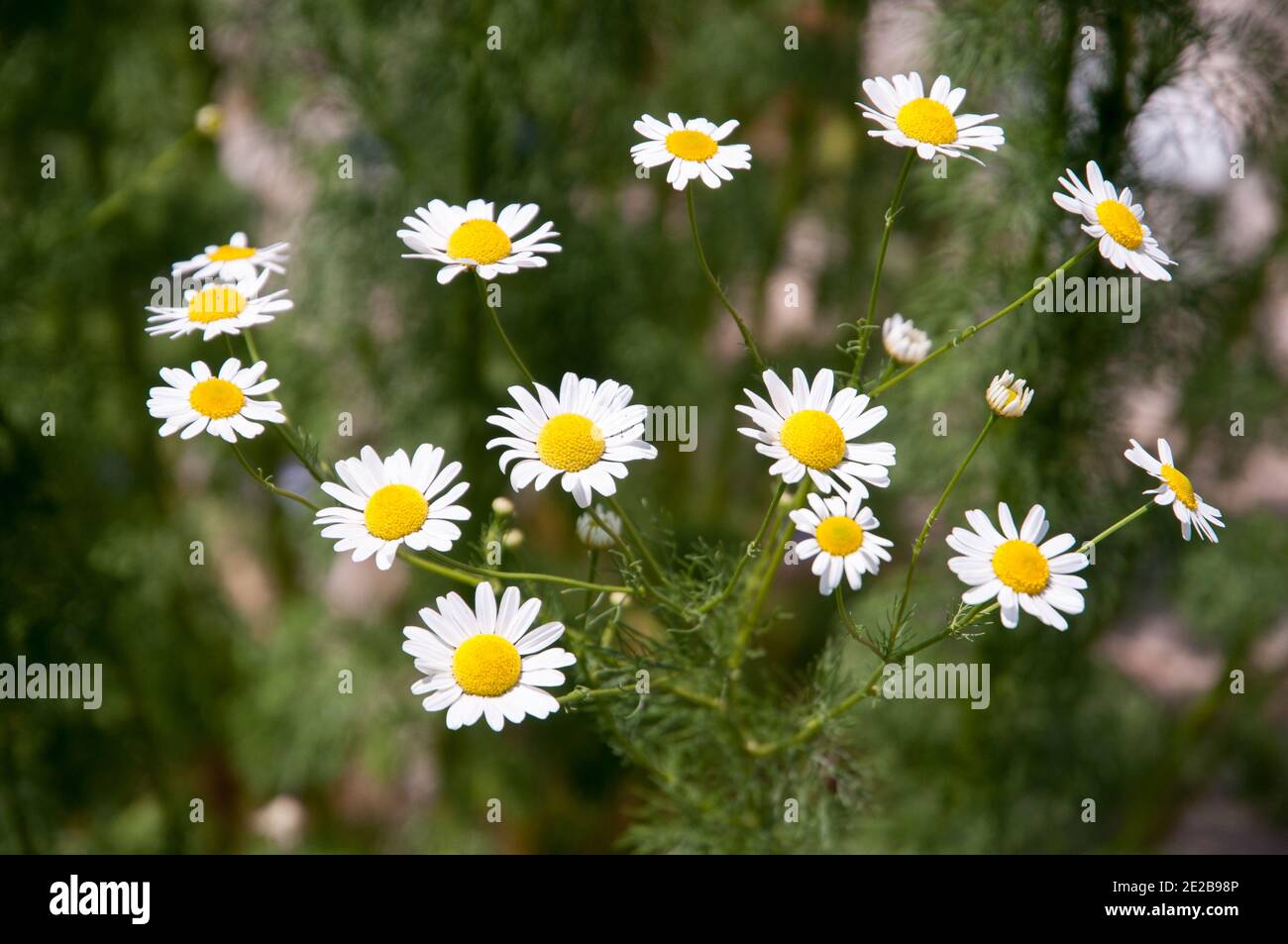 Part of a fresh chamomile herb - stem, flowers, leaves, foliage ...