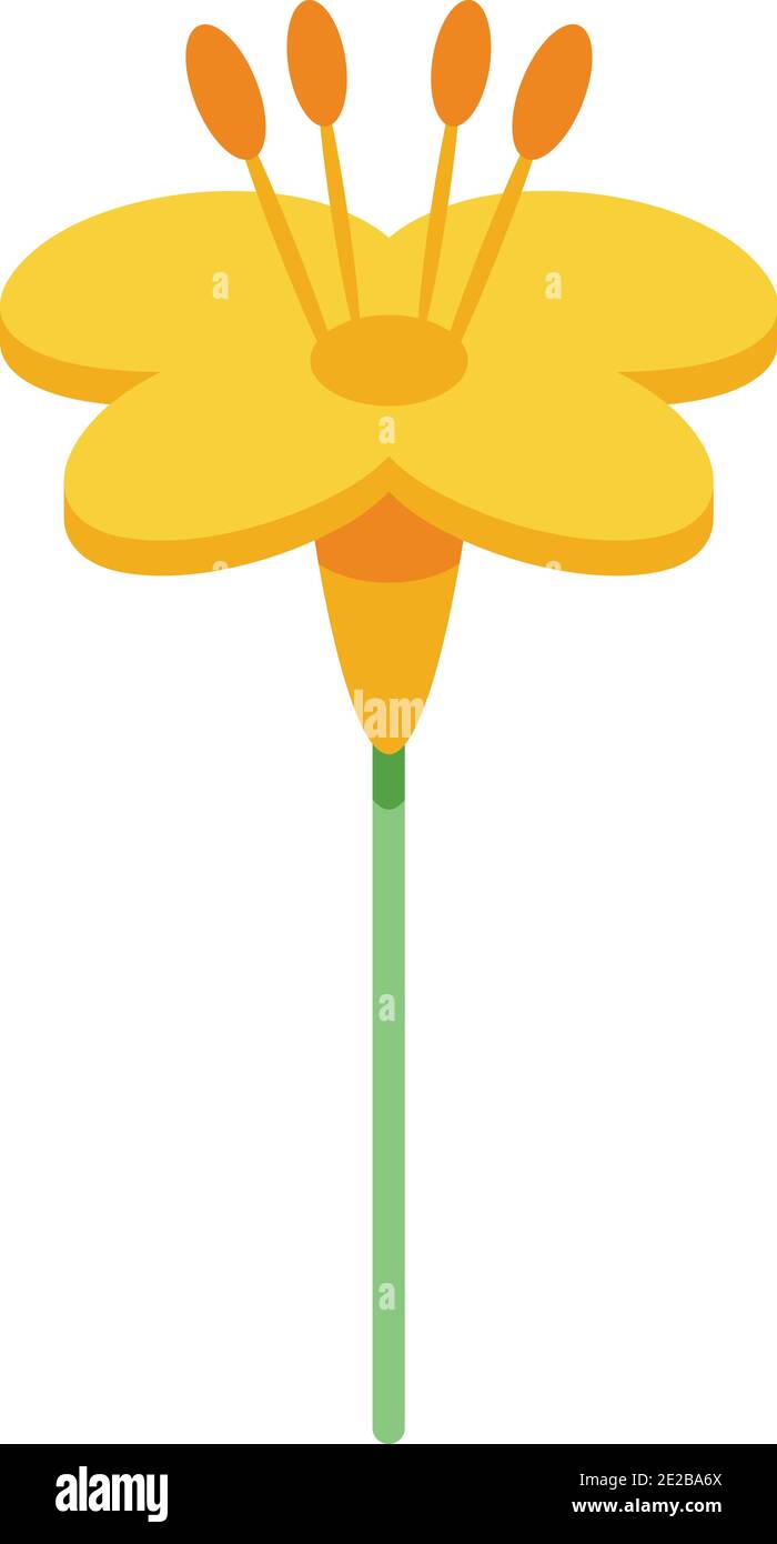 Canola yellow flower icon. Isometric of canola yellow flower vector ...