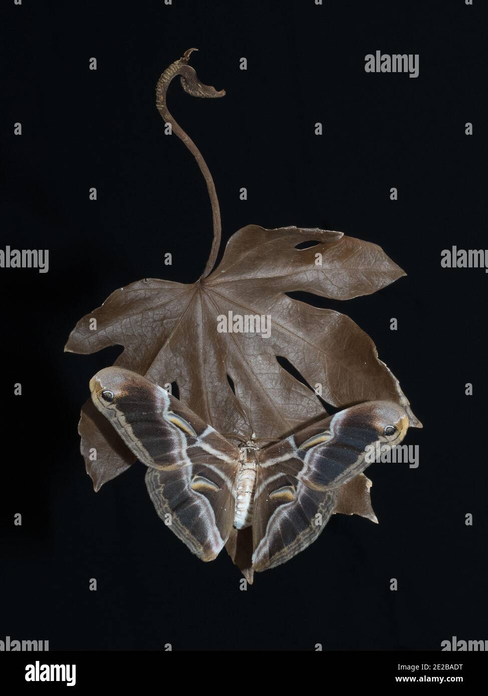 Silk moth hi-res stock photography and images - Alamy