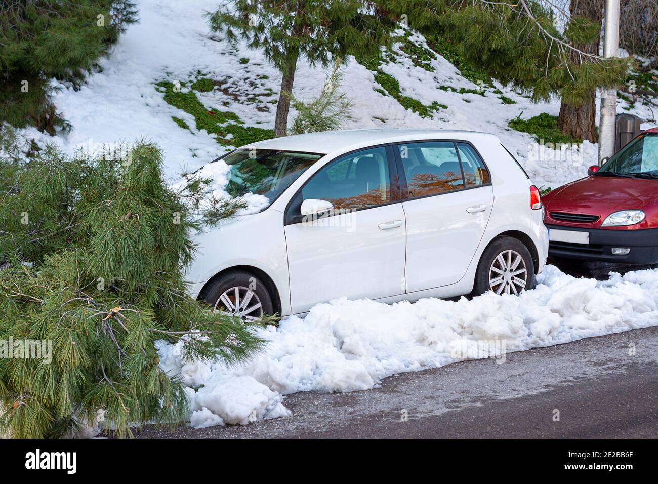 Falling trees in city center, stormy weather and traffic accident ...