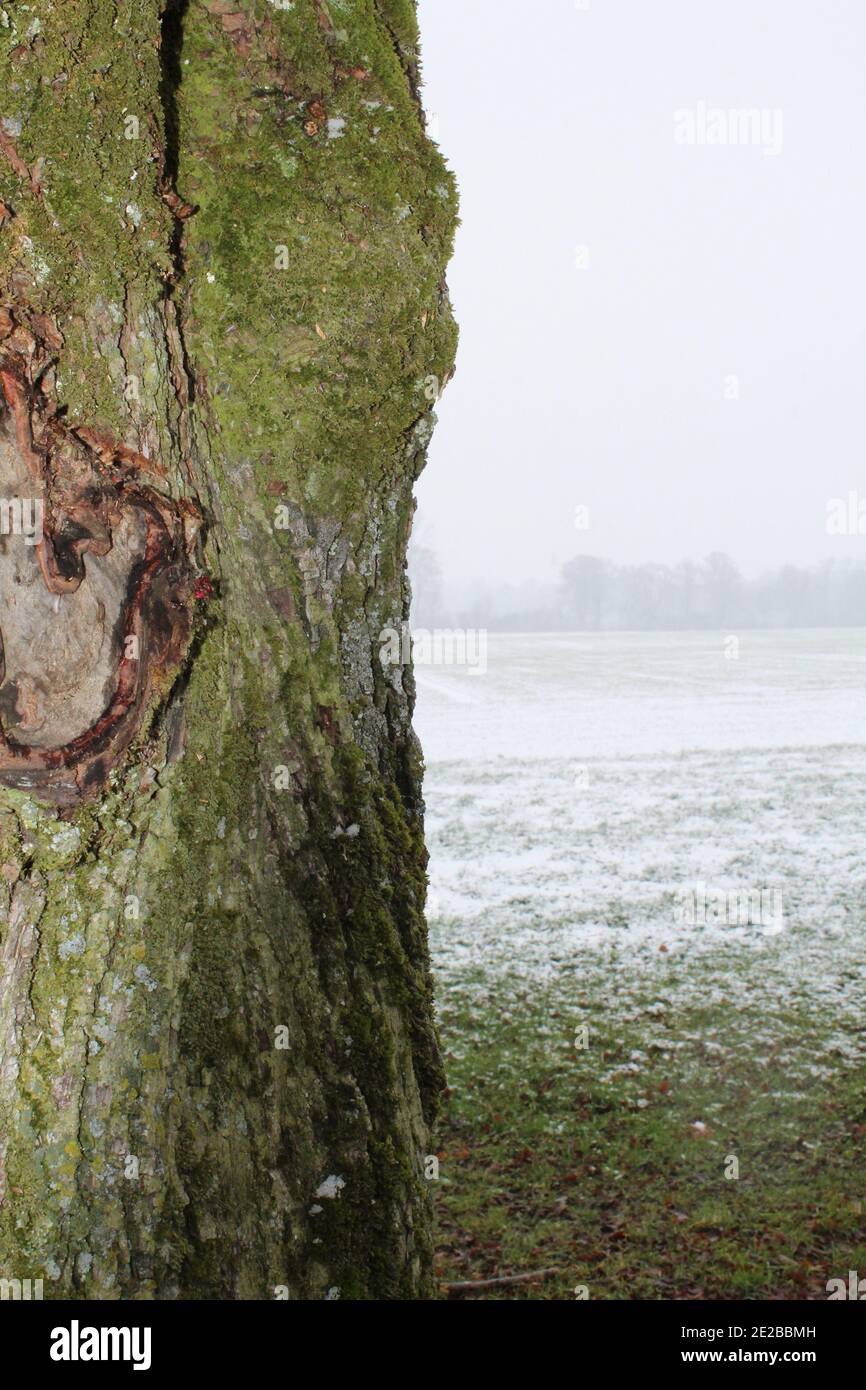 Vertical shot of a tree bark covered with moss on the foggy field ...
