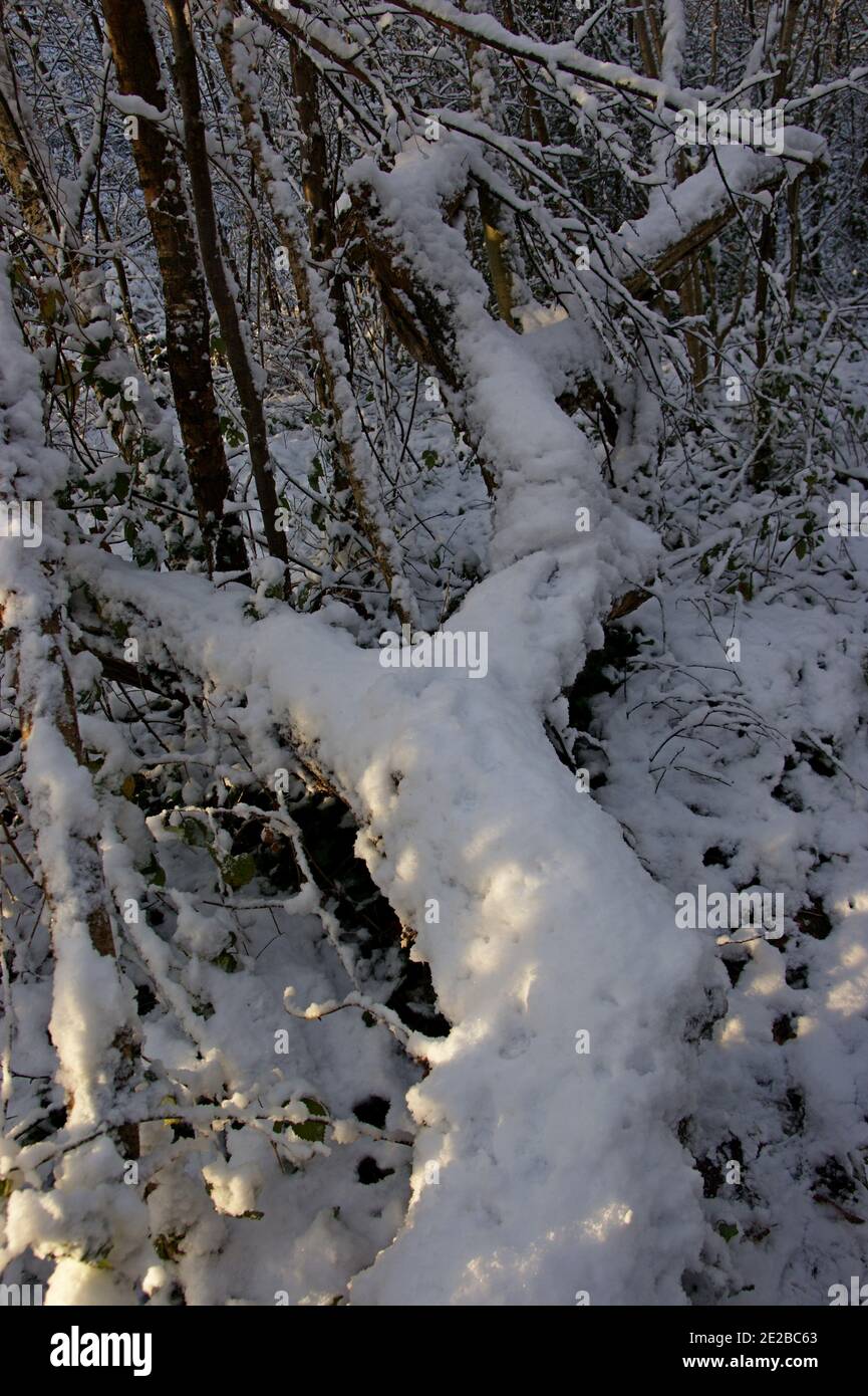 Snow covered fallen tree lying in the Bedelands Nature Reserve Stock ...