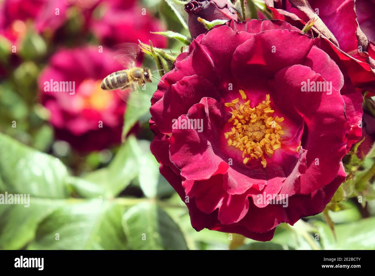 English princess rose bush hi-res stock photography and images - Alamy