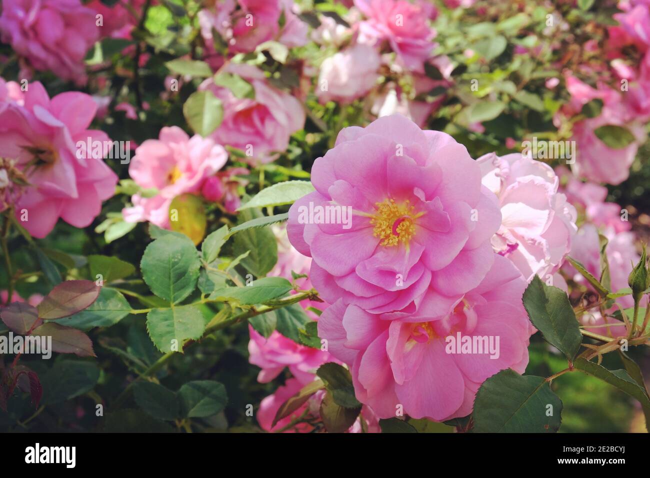 Rosa Cariad Auspanier pink rose in flower during the summer months ...