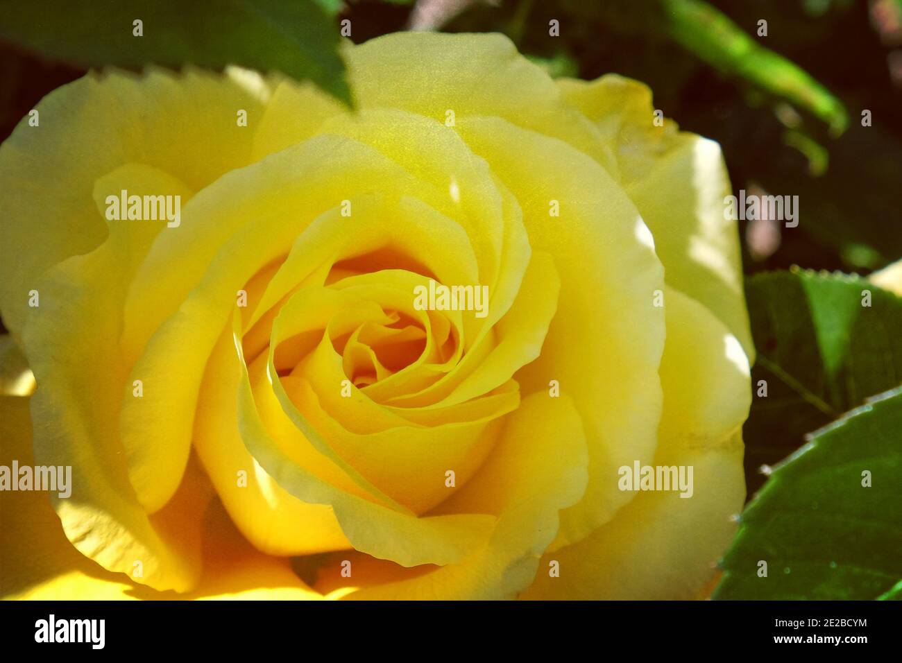 Glorious roses hi-res stock photography and images - Alamy