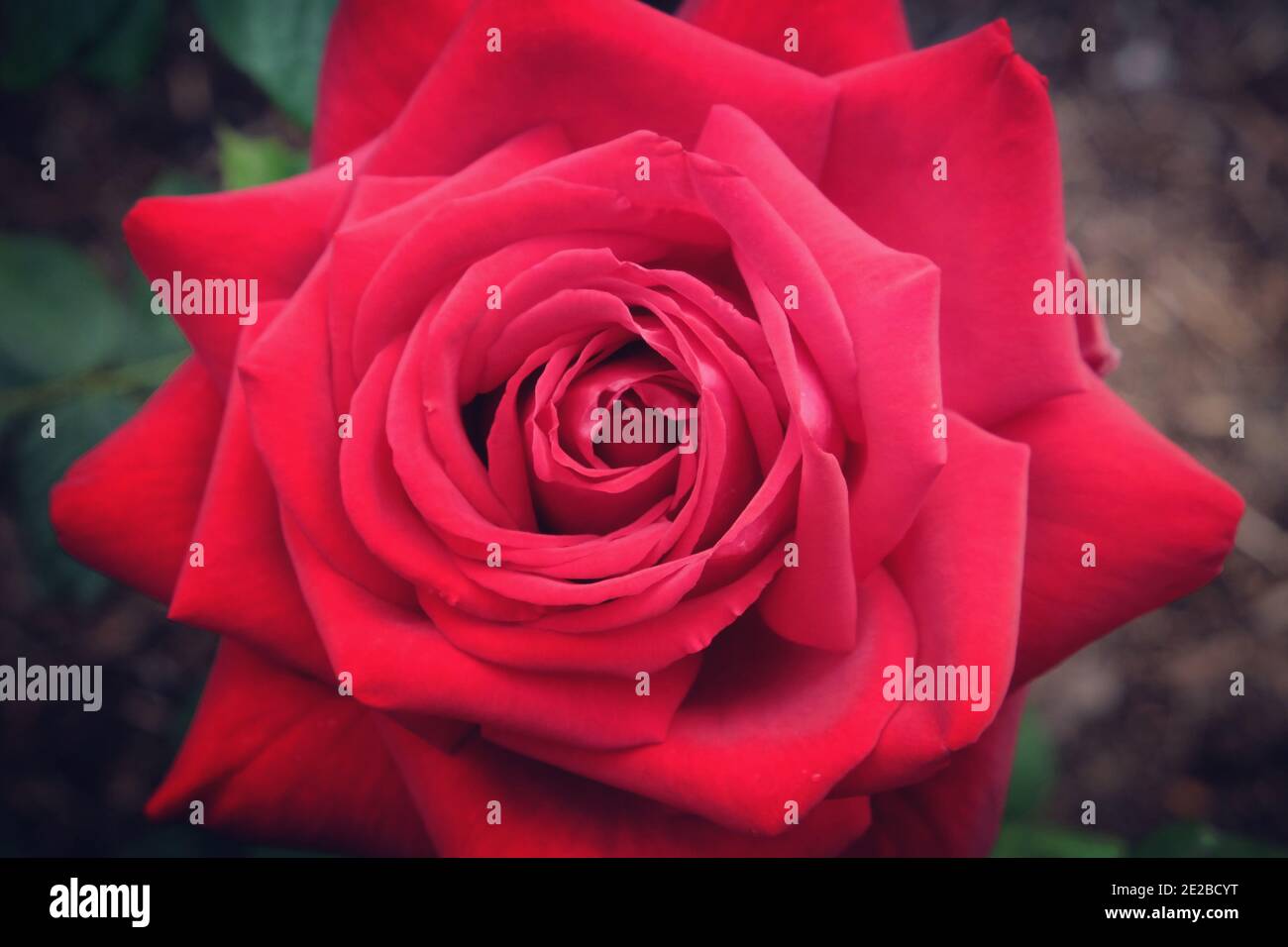 'Loving Memory' red rose in flower during the summer months Stock Photo ...