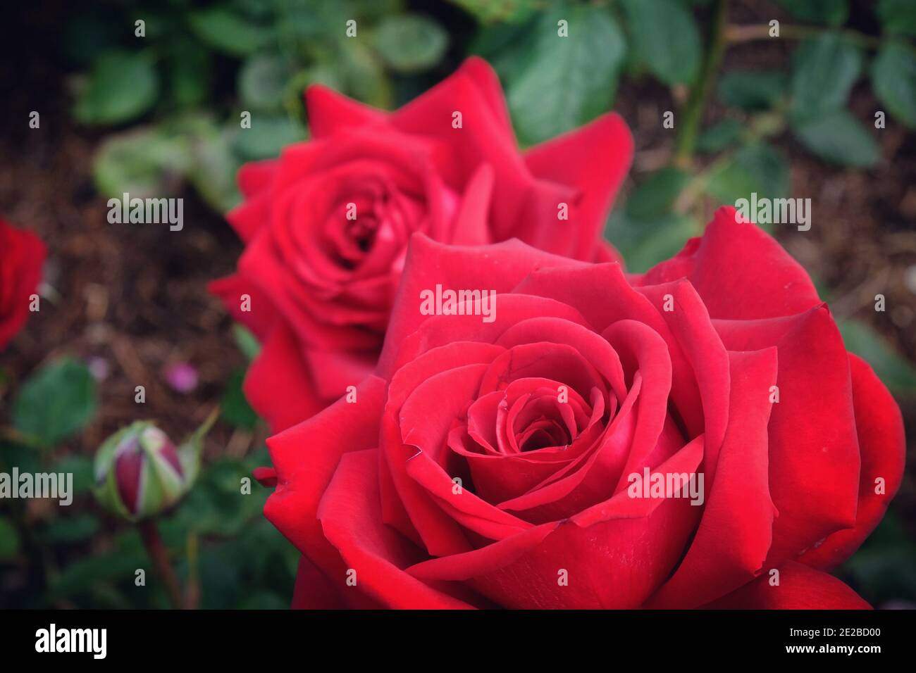 'Loving Memory' red rose in flower during the summer months Stock Photo ...