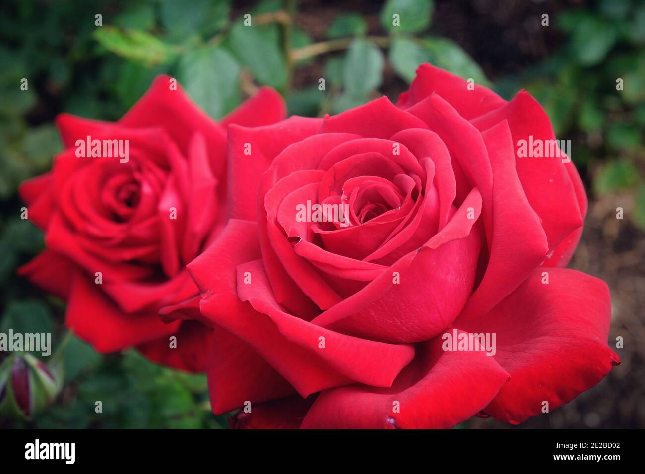 'Loving Memory' red rose in flower during the summer months Stock Photo ...